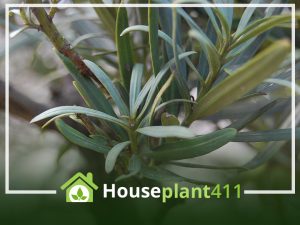 Podocarps - How to Grow Care-Buddhist Pine