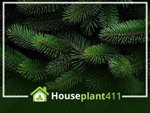 Christmas Tree Woes? Debunking Myths & Protecting Your Pets & Kids with ...