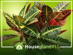Croton Plant - How to Grow Care Guide - Codiaeum