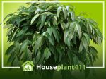 Ficus Alii Care Guide: Grow Stunning Indoor Trees