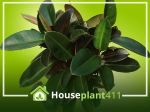Rubber Tree - How to Grow Care - Ficus Elastica