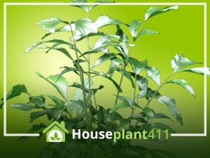 How to Grow a Fishtail Palm - Caryota mitis Care Tips