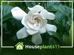 Gardenia Plant - How to Grow Care Guide