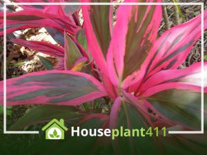 Grow Your Own Paradise: Guide to Hawaiian Ti Plant Care