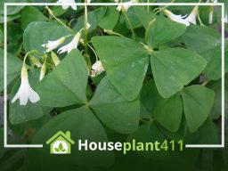 No More Mystery Maladies! Easy Fixes for Common Shamrock Ailments