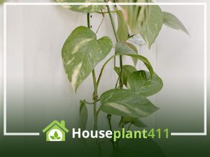 Pothos Not Rooting? Diagnose & Fix It Fast! Grow Lush Vines Again