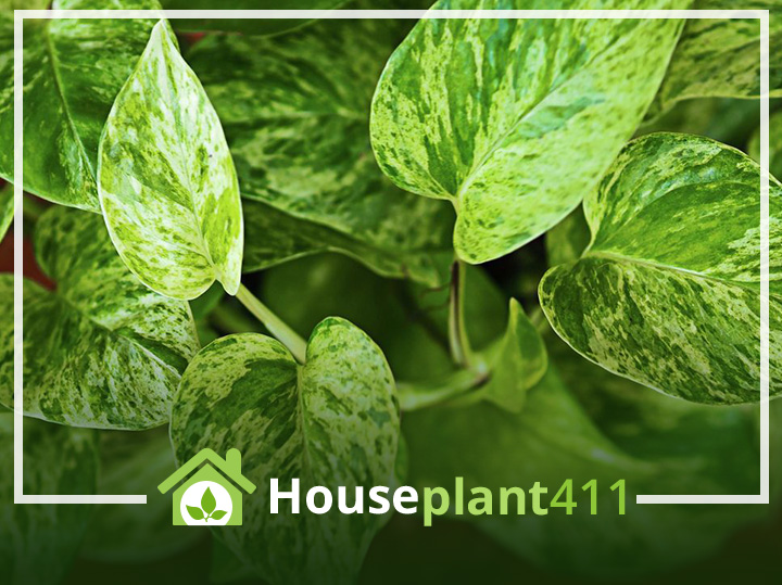 Grow Lush Pothos: Master Leafless Propagation