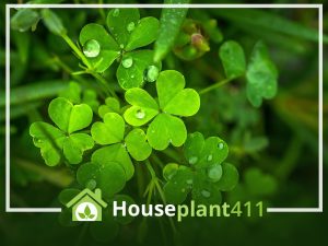 Shamrock Secrets Revealed: Unleash the Magic of Indoor Shamrock Gardening!