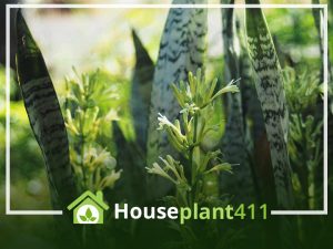 Hidden Gem Revealed: Witness the Majestic Bloom of a Snake Plant Flower!