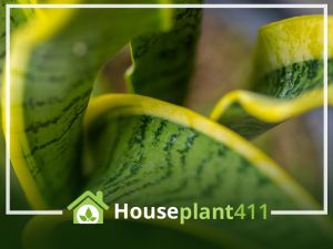 Snake Plant Leaves Curling? Uncurl the Mystery! Causes, Fixes & Tips ...