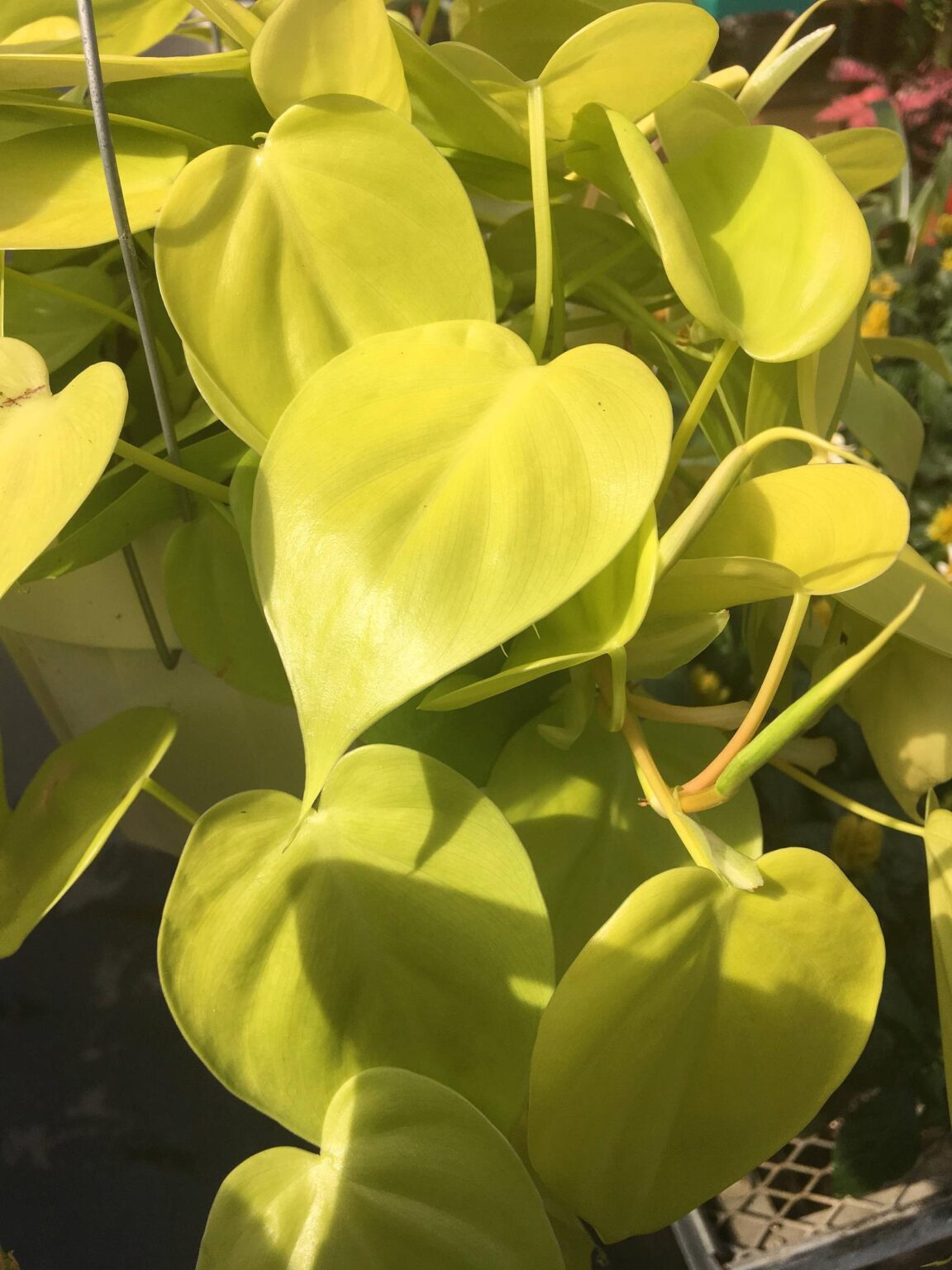 Grow Lush Heartleaf Philodendrons (Sweethearts!) With Our Easy Guide