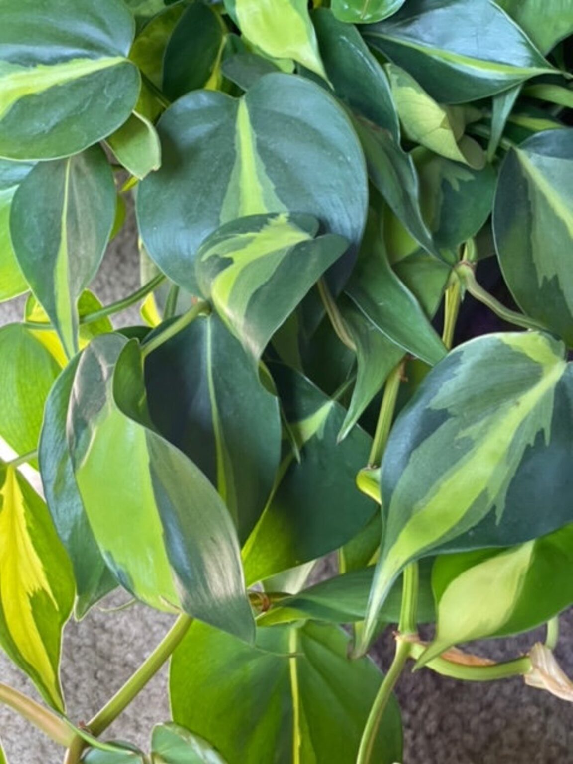 Grow Lush Heartleaf Philodendrons (Sweethearts!) With Our Easy Guide