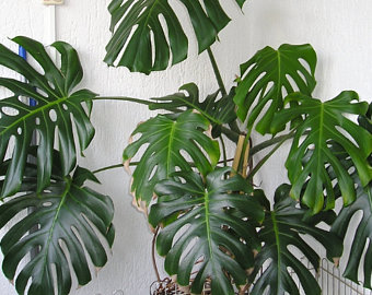 How to Grow a Split Leaf Philodendron -Care Guide