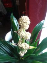 Dracaena Janet Craig - How to Grow Care Guide