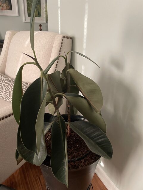 Why Rubber Tree Plant Leaves Droop - Houseplant 411