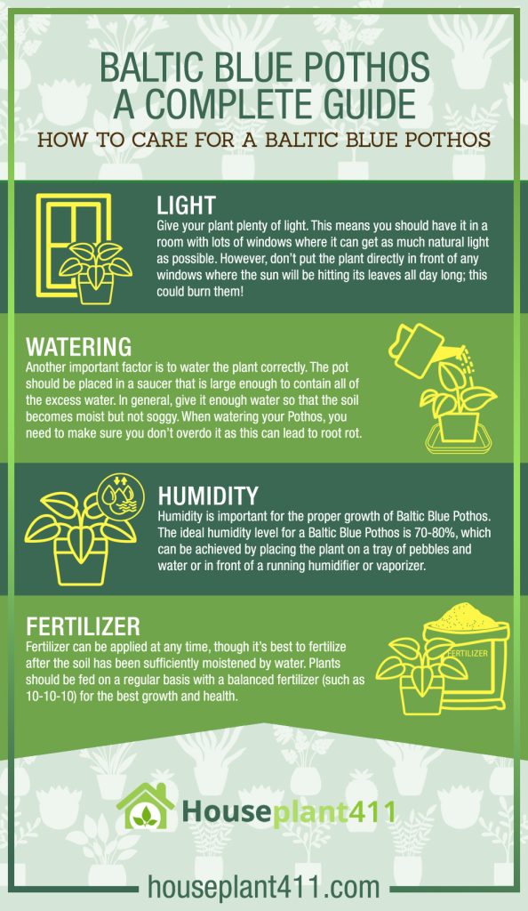 Unravel the Mysteries of the Baltic Blue Pothos: Care, Propagation ...