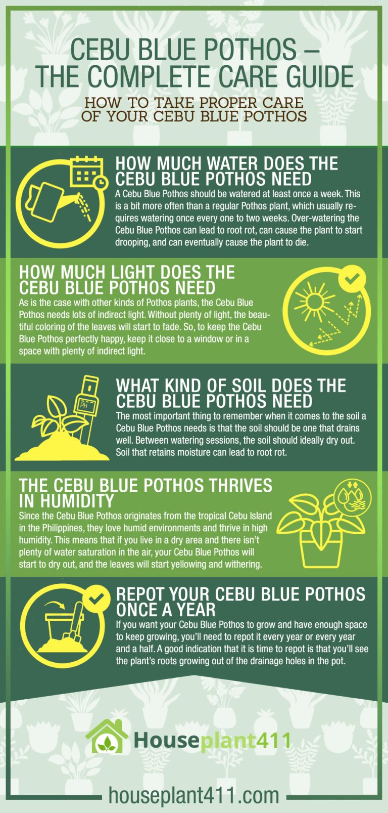 Conquer the Coveted Cebu Blue: Your Ultimate Guide to Growing & Loving ...