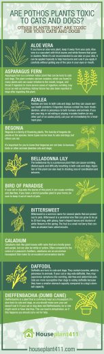 Safe or Not? The Definitive Guide to Pothos & Pet Safety