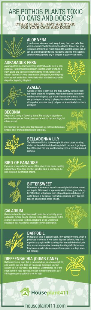 Safe or Not? The Definitive Guide to Pothos & Pet Safety