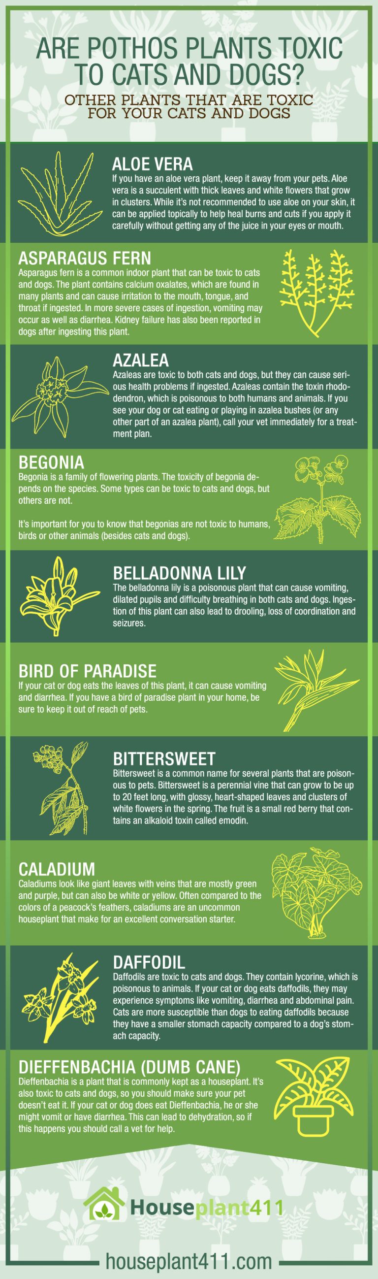 Safe or Not? The Definitive Guide to Pothos & Pet Safety