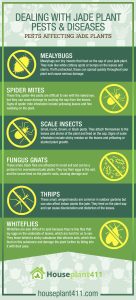 Jade Plant Woes? Diagnose & Conquer Pests & Diseases Like a Pro