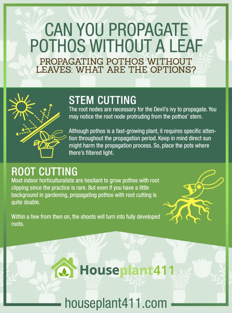 Grow Lush Pothos: Master Leafless Propagation