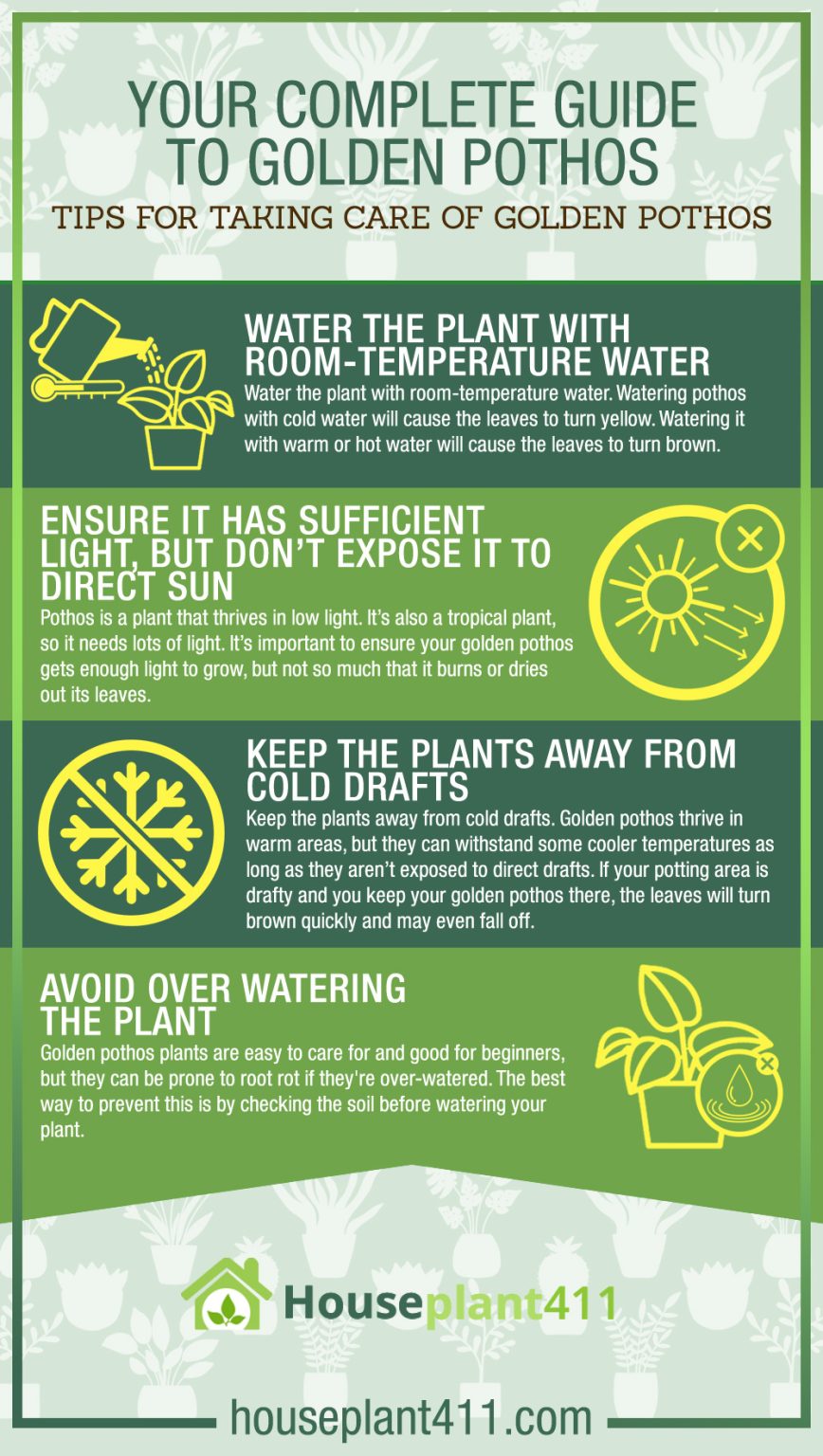 Golden Pothos Care Guide: Everything You Need to Know to Keep Your ...