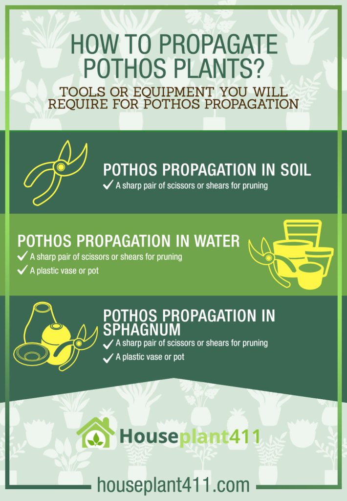 3 Foolproof Ways to Clone Your Pothos & Fill Your Home with Greenery