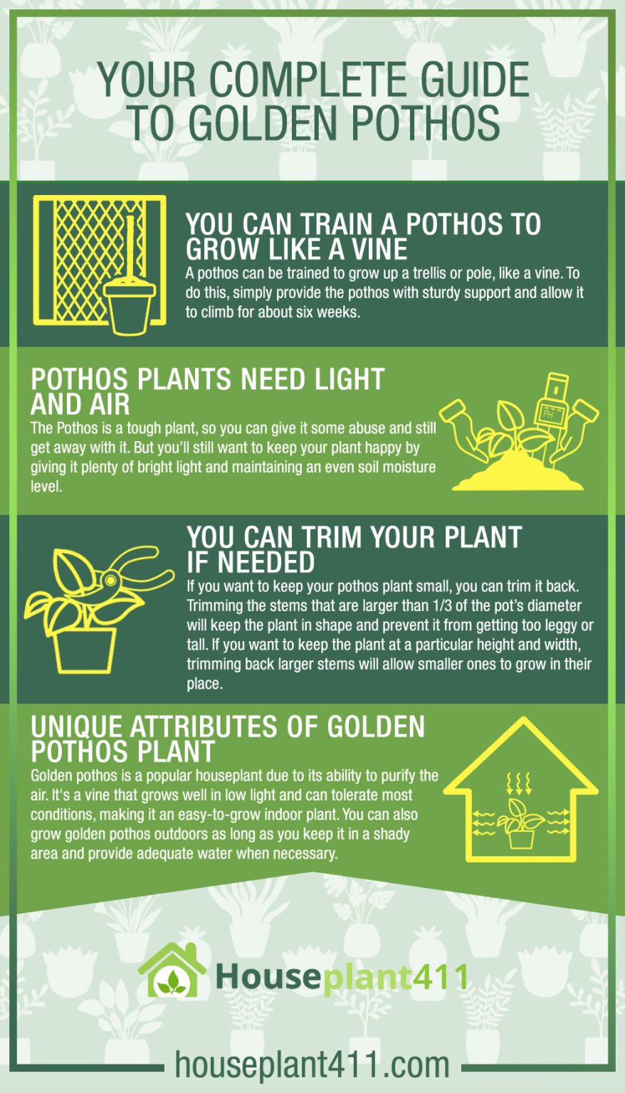 Golden Pothos Care Guide: Everything You Need to Know to Keep Your ...