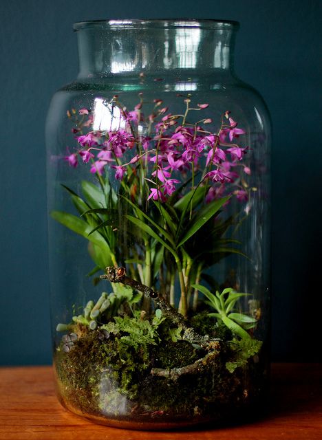 Bottle Your Dream Landscape! Terrarium Plant Guide: Lush Choices, Easy ...