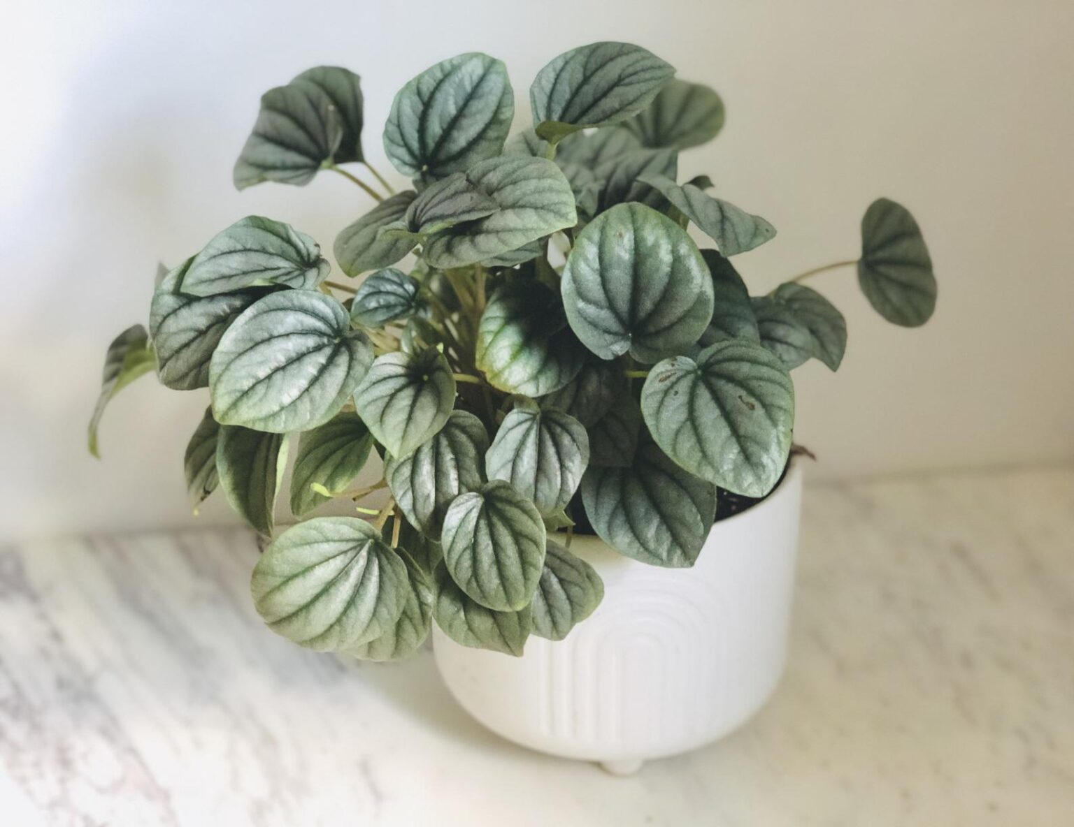 Emerald Ripple Peperomia: Unfold Lush, Wrinkled Perfection! Grow & Care ...