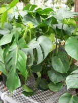 How to Grow a Split Leaf Philodendron -Care Guide